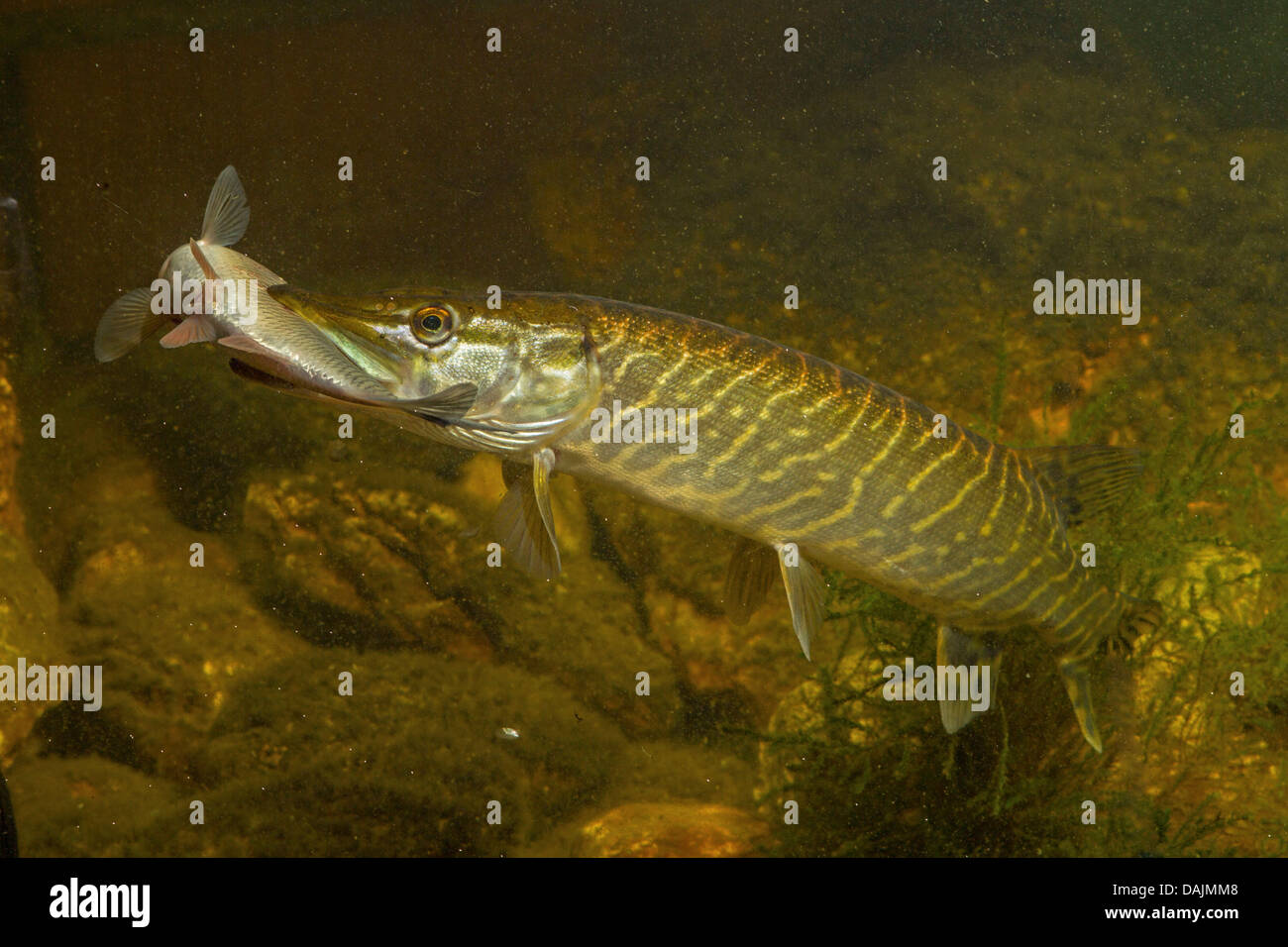 pike, northern pike (Esox lucius), feeding on common roach Stock Photo ...