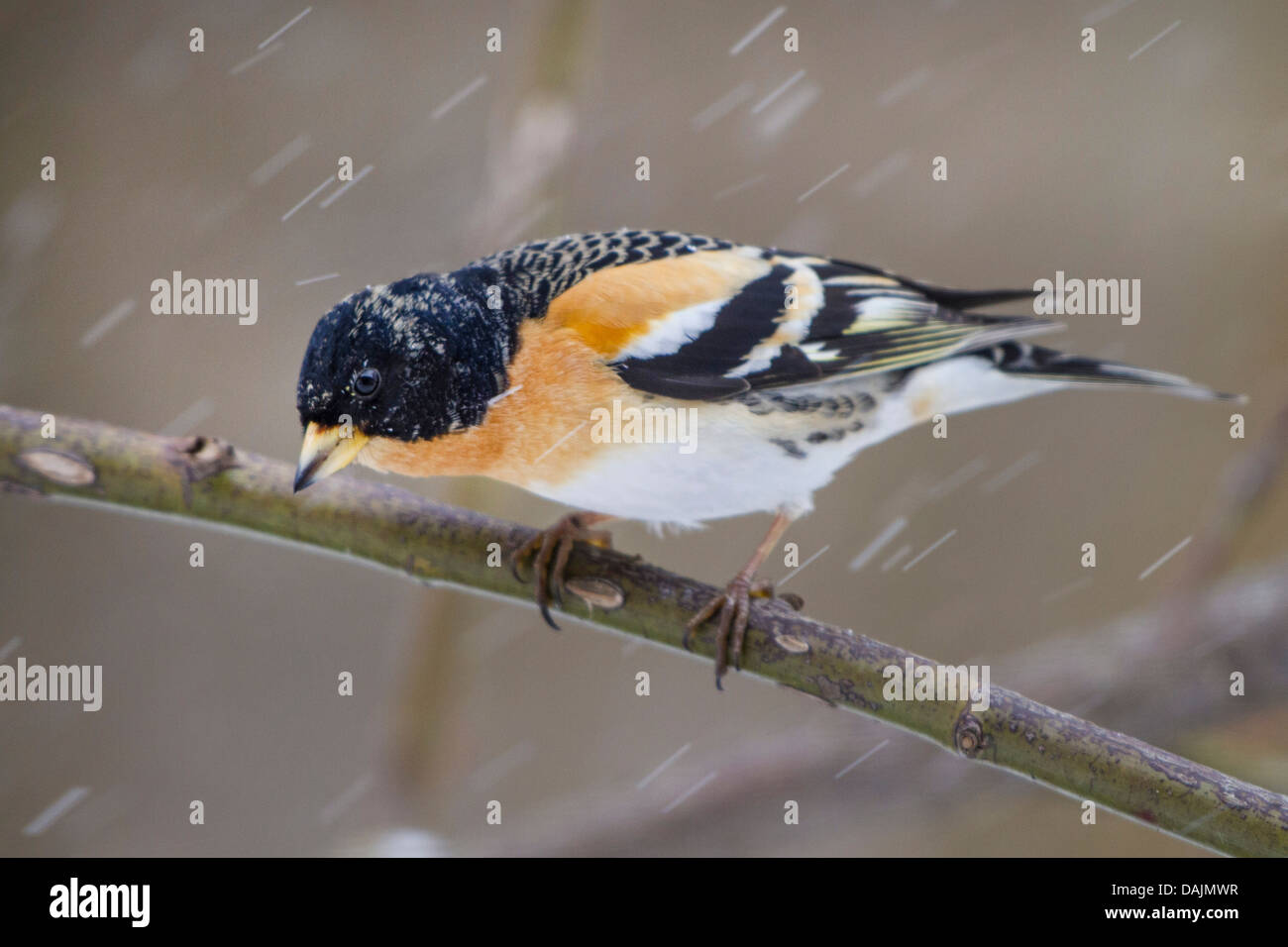 Fringilla hi-res stock photography and images - Alamy