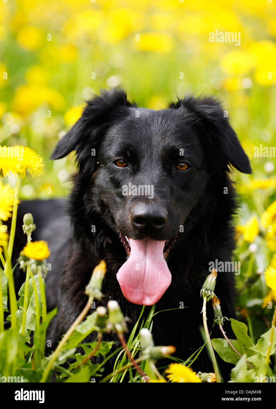 Germany, Baden Wuerttemberg, Dog standing in meadow, close up Stock ...