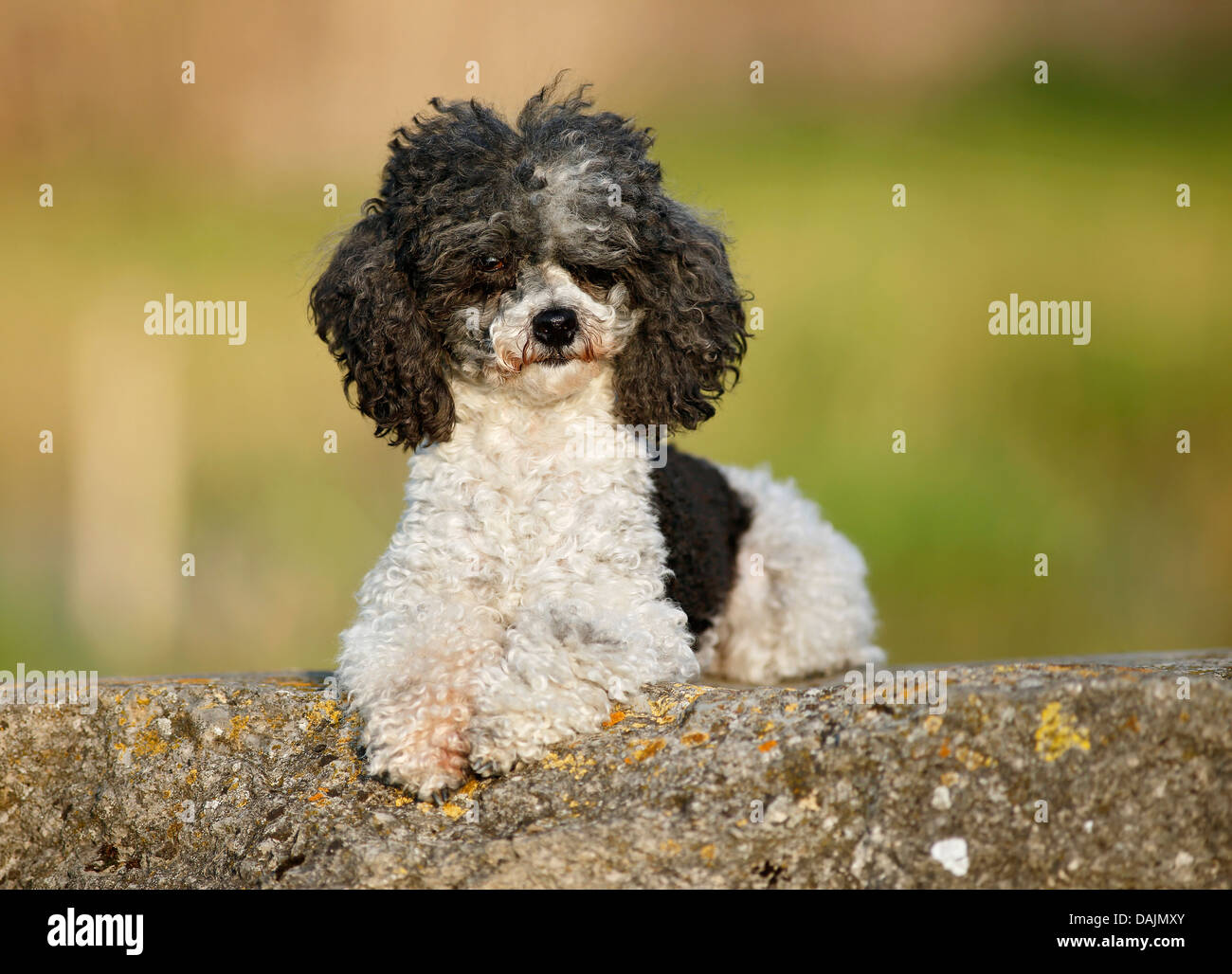 Germany, Baden Wuerttemberg, Poodle dog sitting on rock Stock Photo - Alamy
