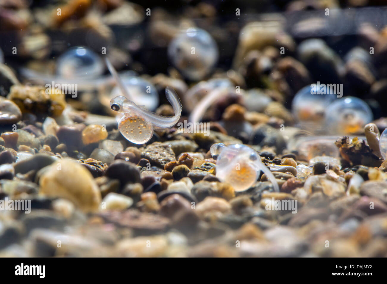 Fish larvae hi-res stock photography and images - Alamy