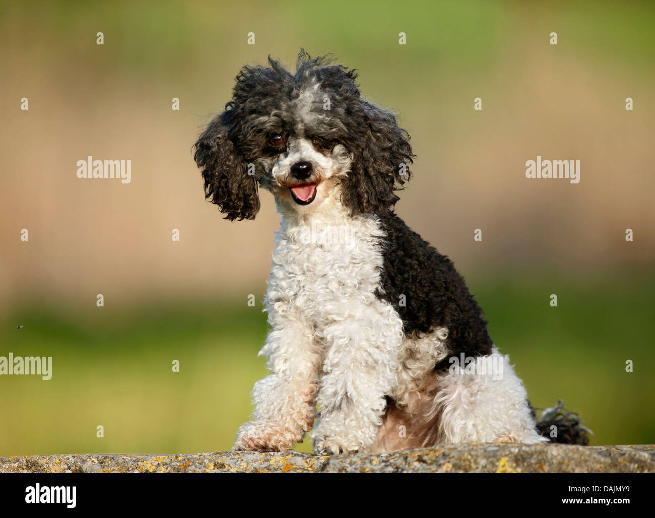 Poddle hi-res stock photography and images - Alamy
