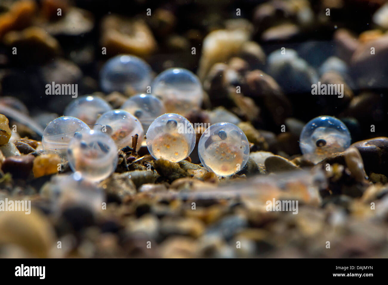 Fish eggs hatching hi-res stock photography and images - Alamy