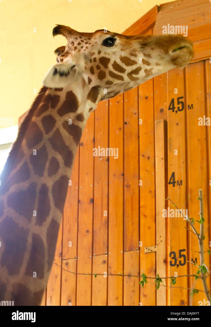 The height of giraffe Gunda is estimated with the help of a measuring ...