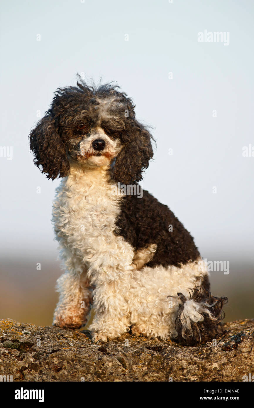 Poodle side view hi-res stock photography and images - Alamy