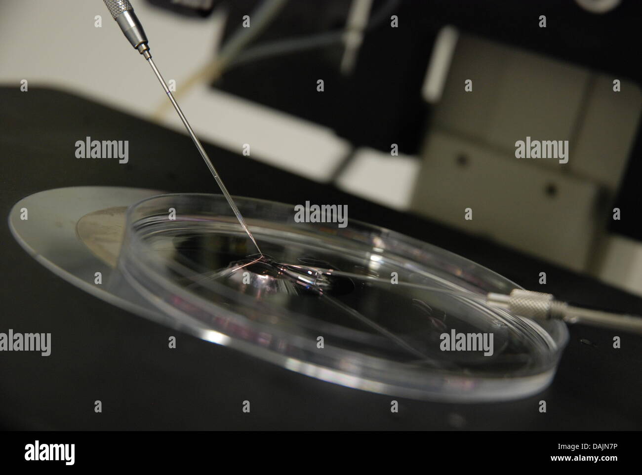 A scientists performs a nuclear transfer at the microscope at the Max ...