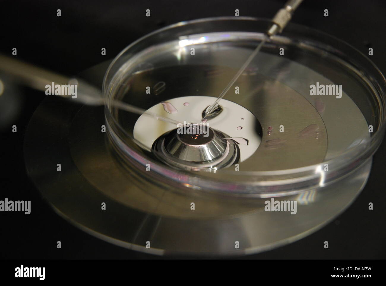 A scientists performs a nuclear transfer at the microscope at the Max ...