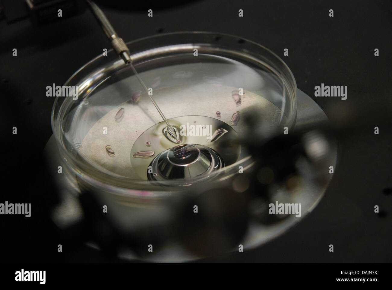 A scientists performs a nuclear transfer at the microscope at the Max ...