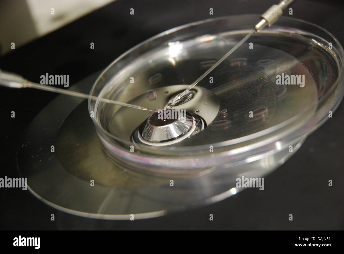 A scientists performs a nuclear transfer at the microscope at the Max ...