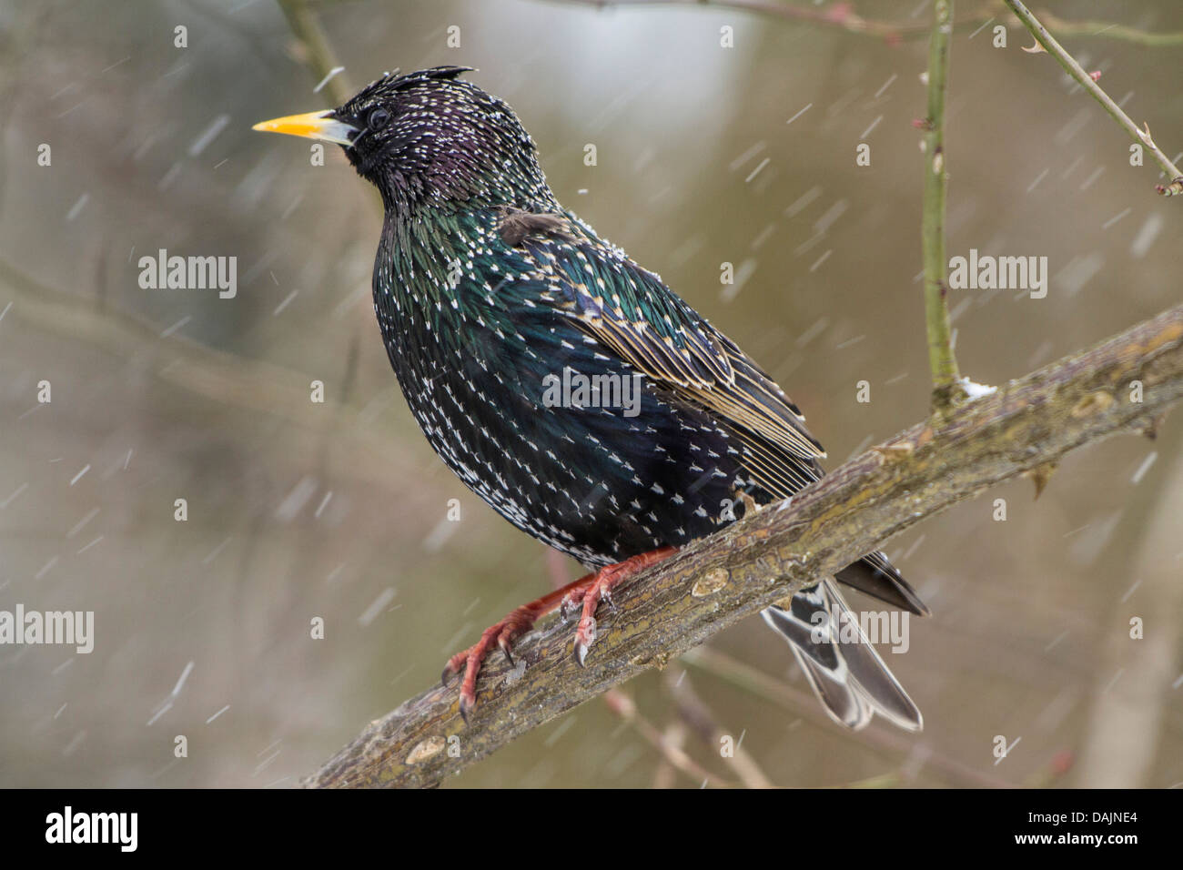 common starling (Sturnus vulgaris), male in breeding plumage sitting on ...