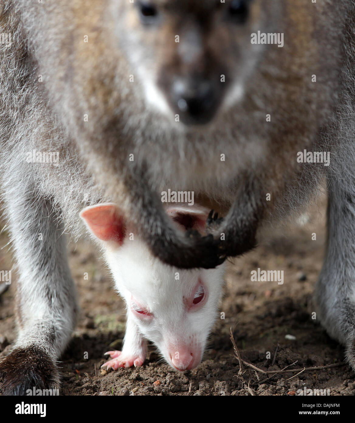 Baby albert hi-res stock photography and images - Alamy