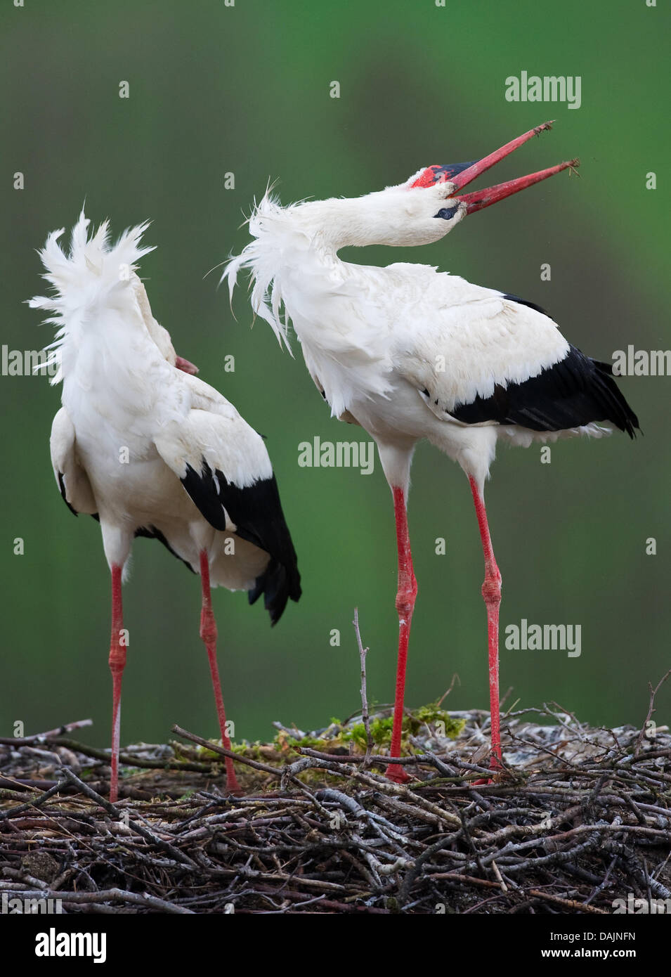 Chatter of birds hi-res stock photography and images - Alamy