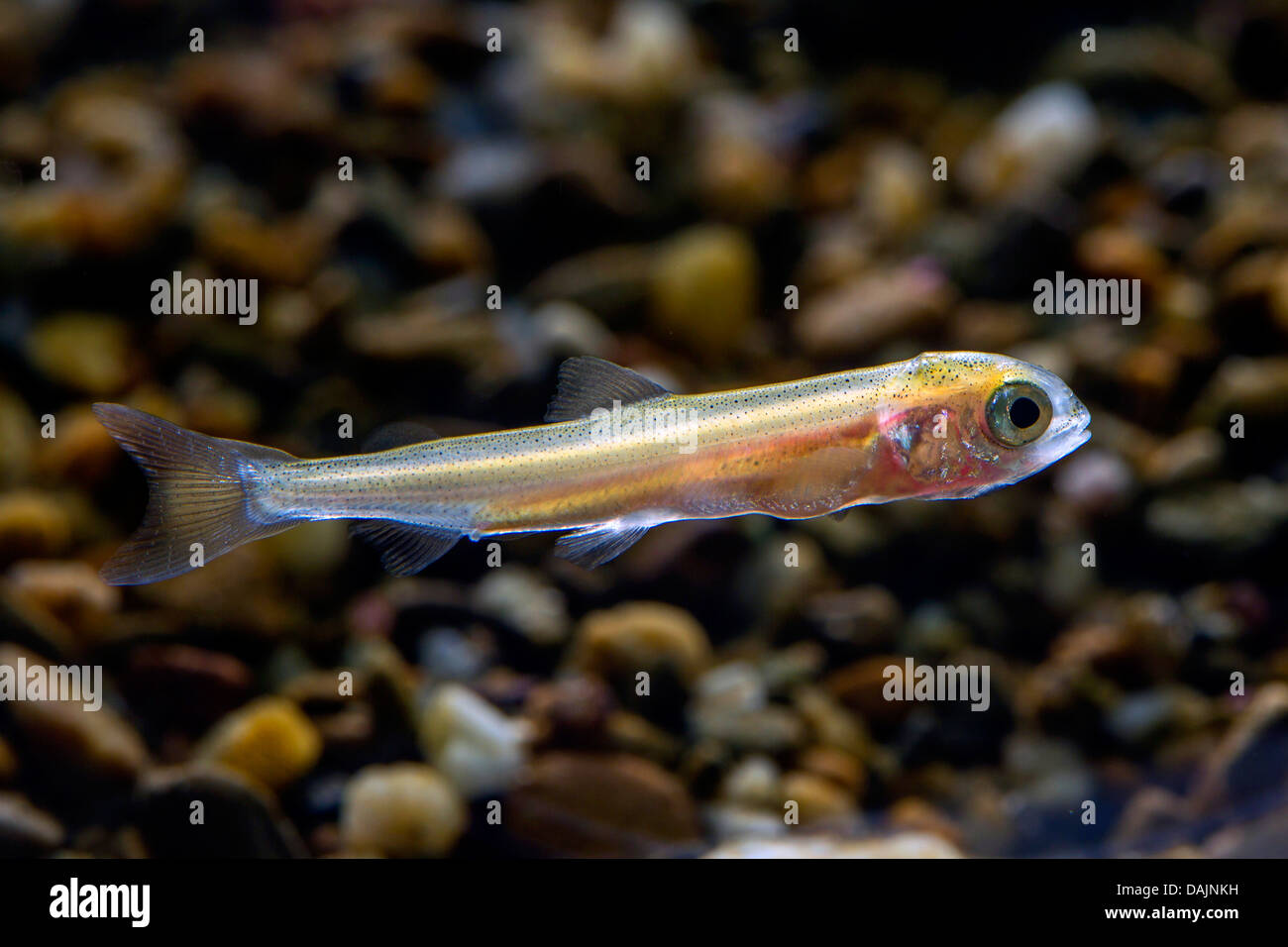 whitefishes, lake whitefishes (Coregonus spec.), young fish Stock Photo ...