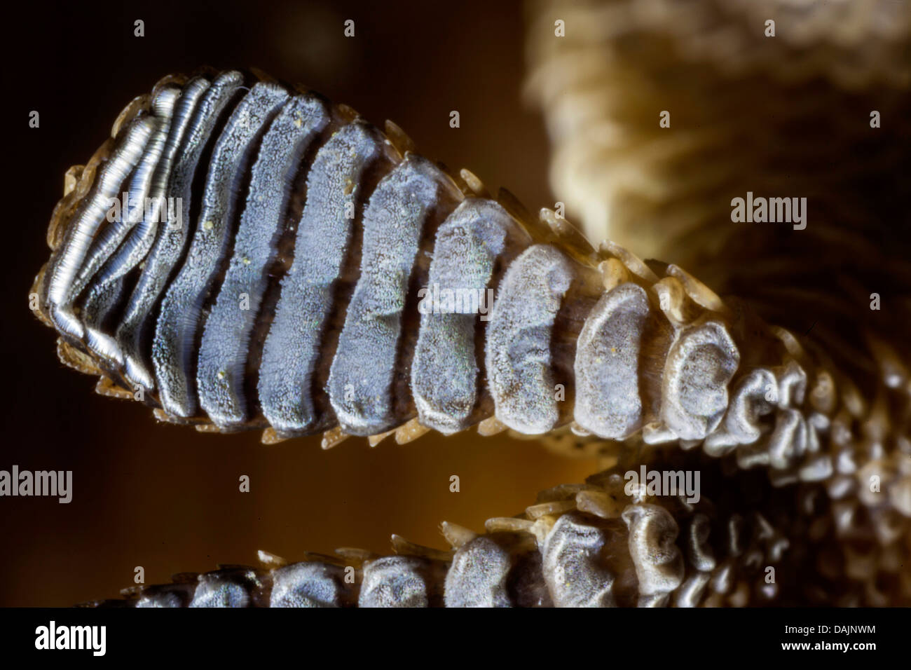 Reptile foot detail High Resolution Stock Photography and Images - Alamy