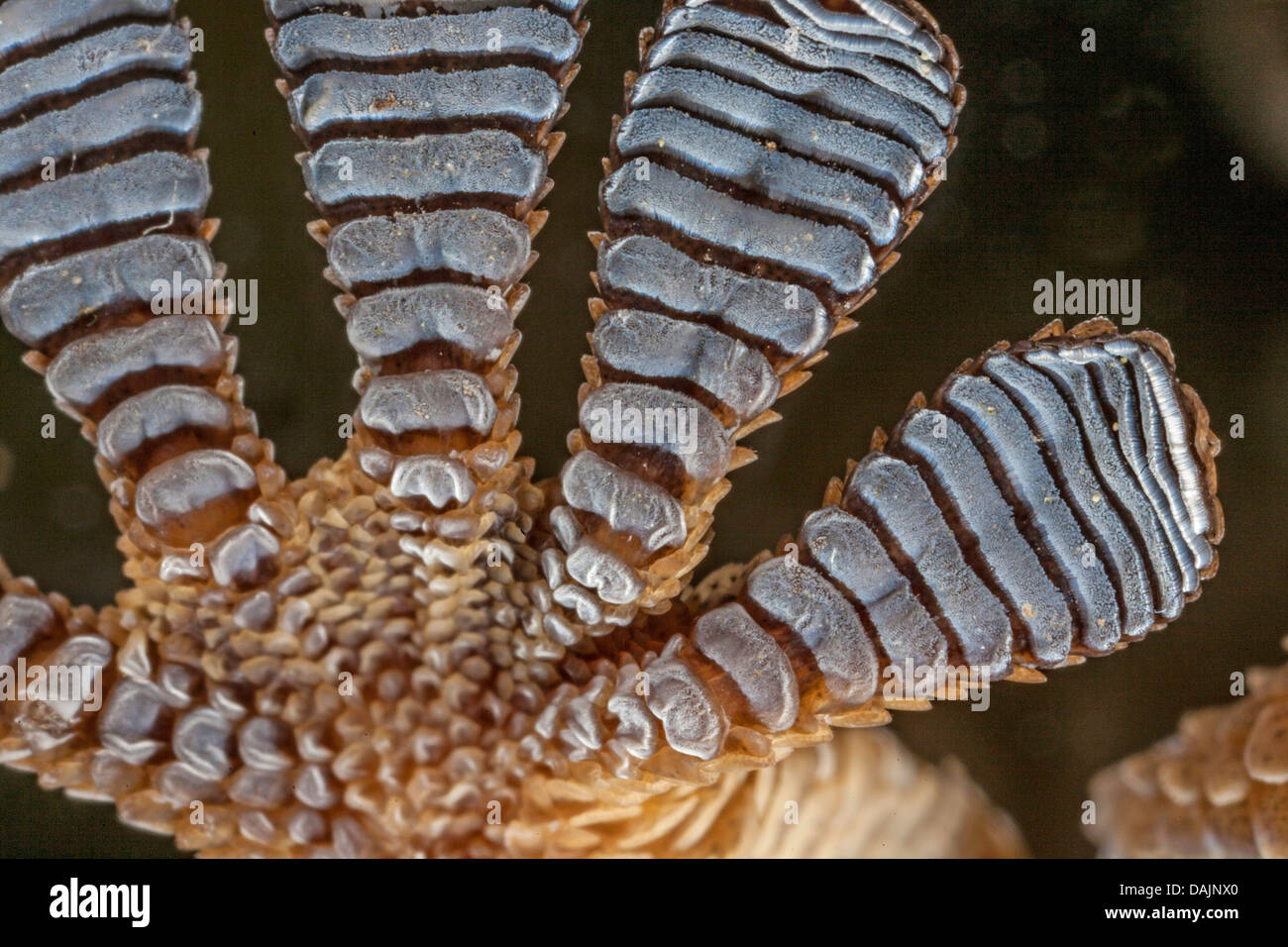 Reptile foot detail High Resolution Stock Photography and Images - Alamy