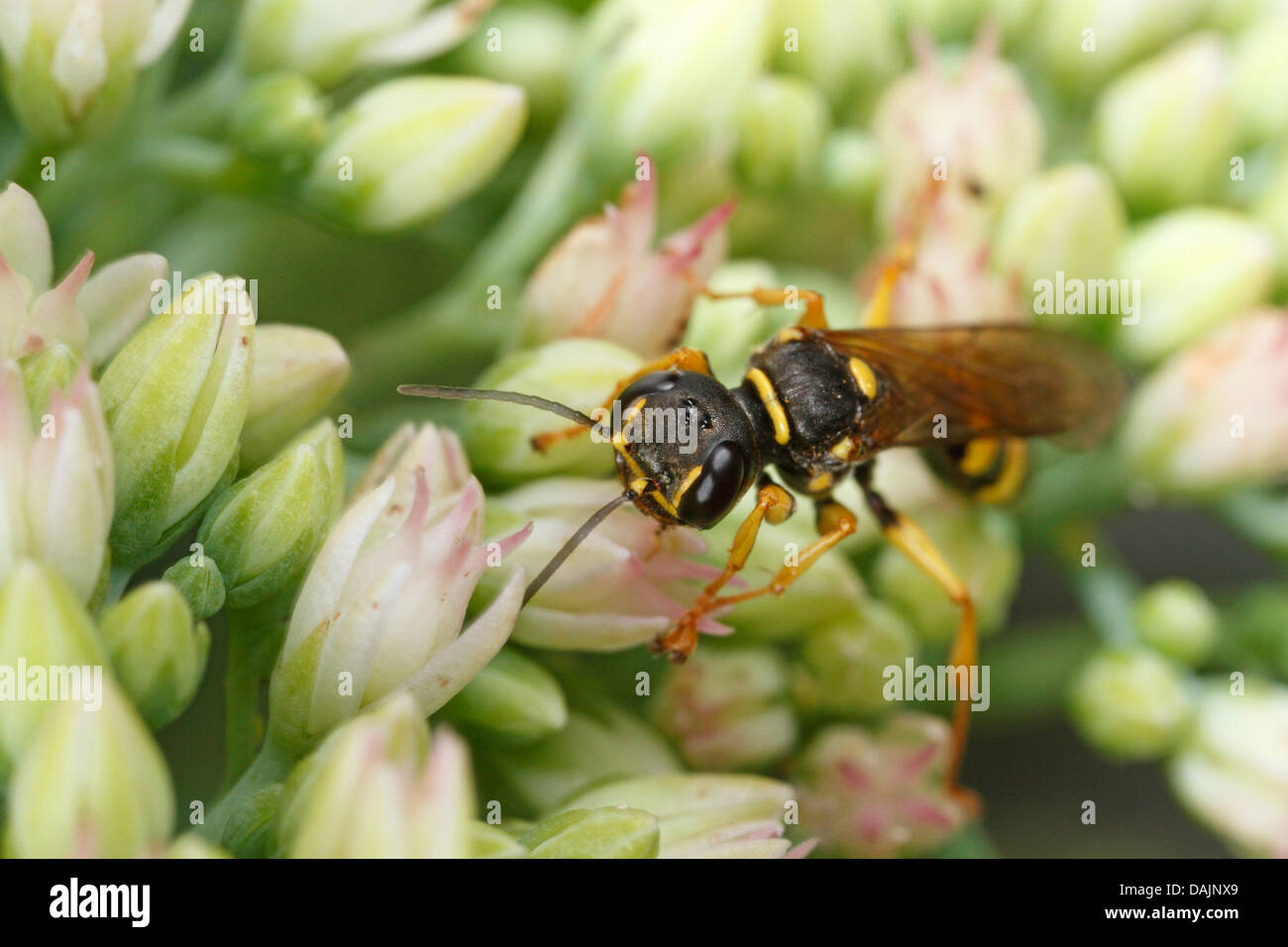 field digger wasp (Mellinus arvensis), drinks nectar from a Sedum ...