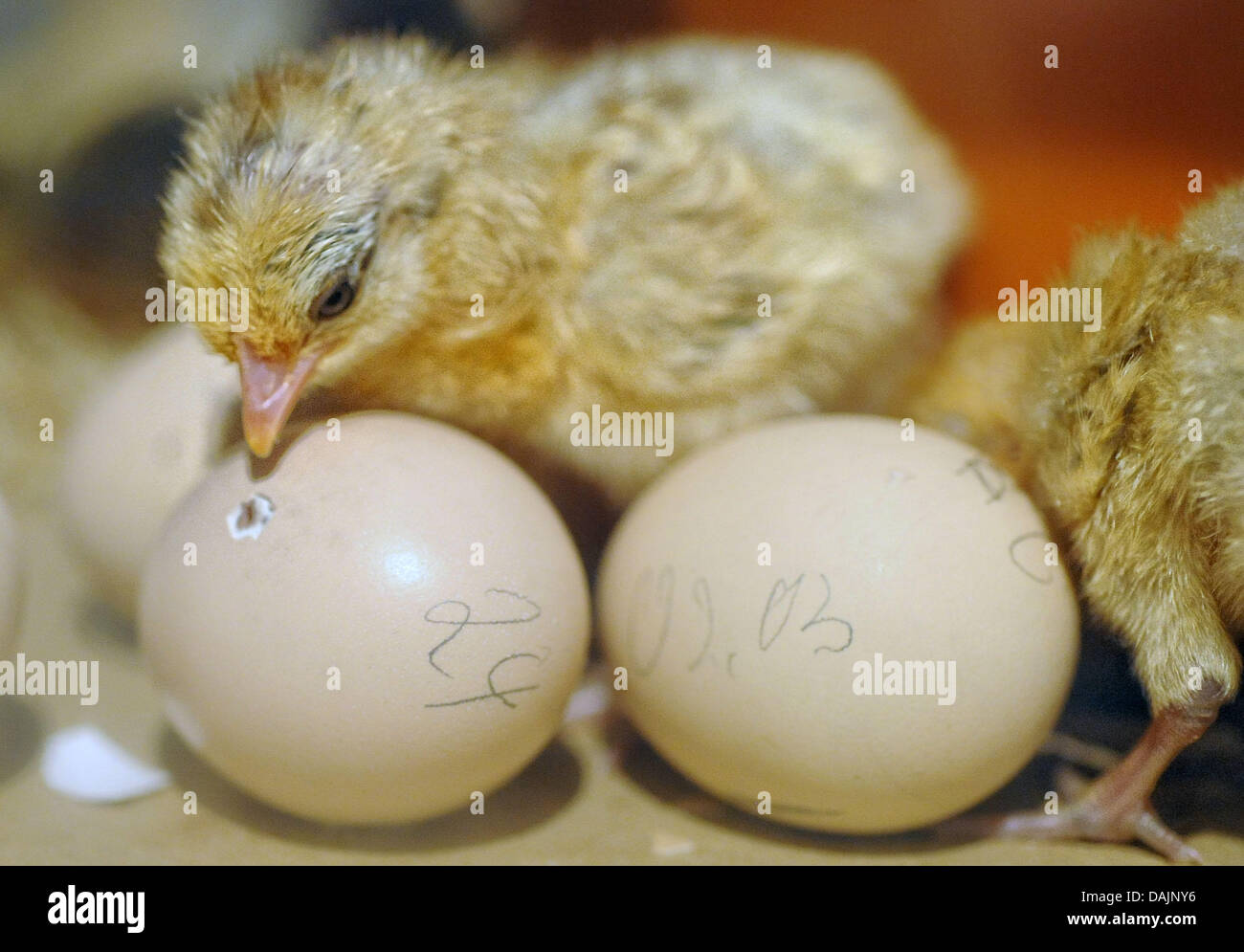 A newly hatched chick is pictured at the science museum Phaeno in ...