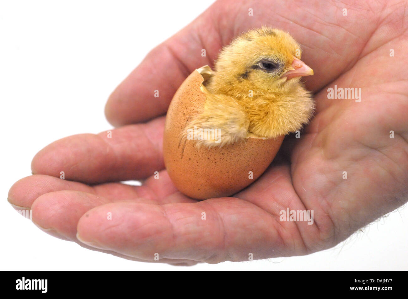 Hatching chicken hi-res stock photography and images - Alamy