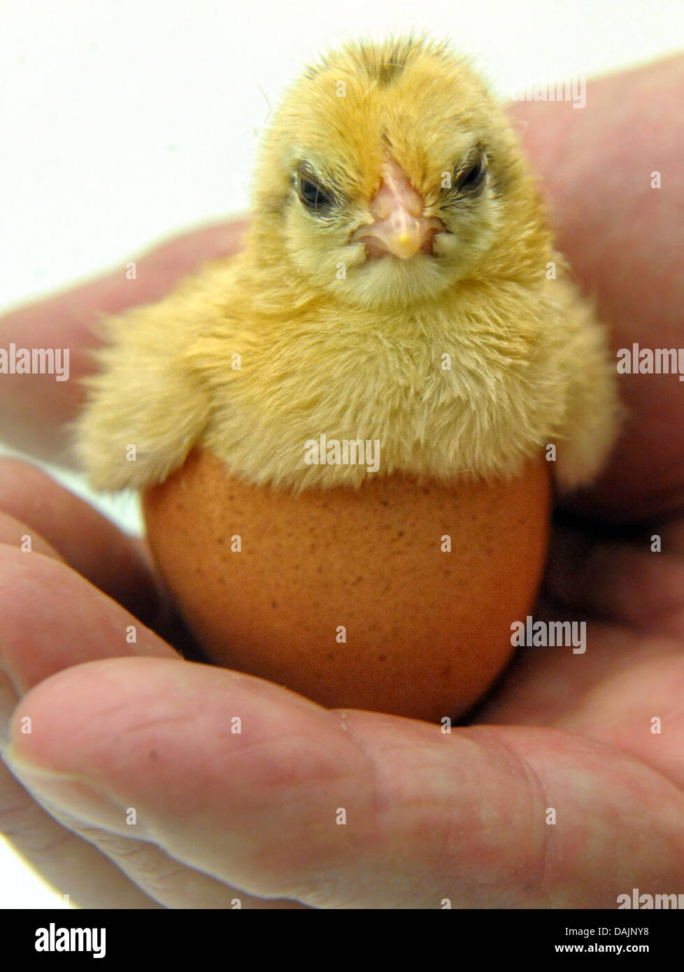 A newly hatched chick sits in the shell of its egg at the science ...