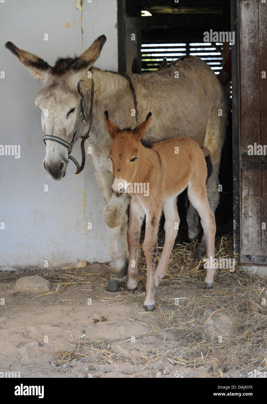 Hinny Foal ACCOUNTS OF FERTILE MULES AND HINNIES