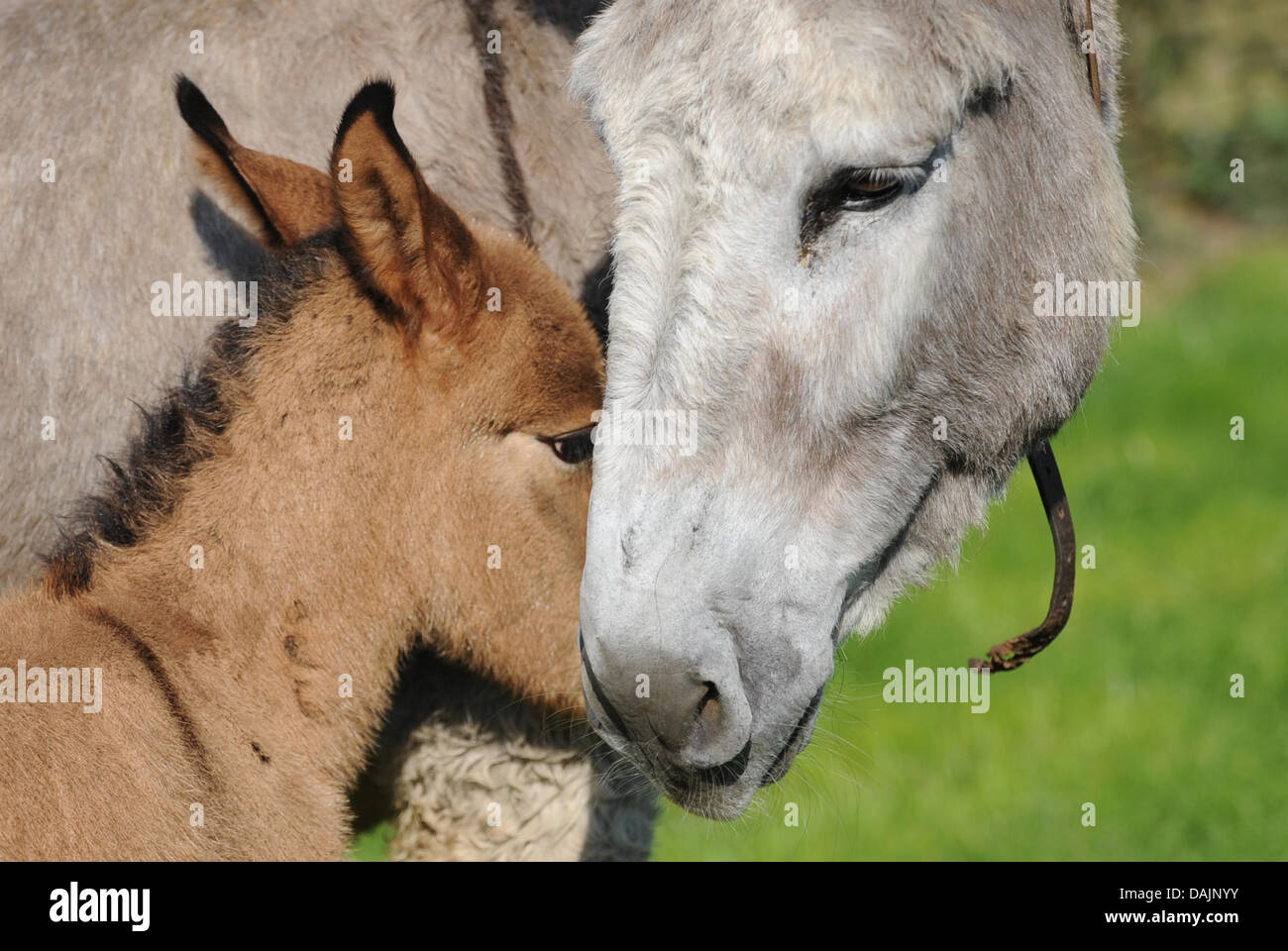 Hinny Foal ACCOUNTS OF FERTILE MULES AND HINNIES