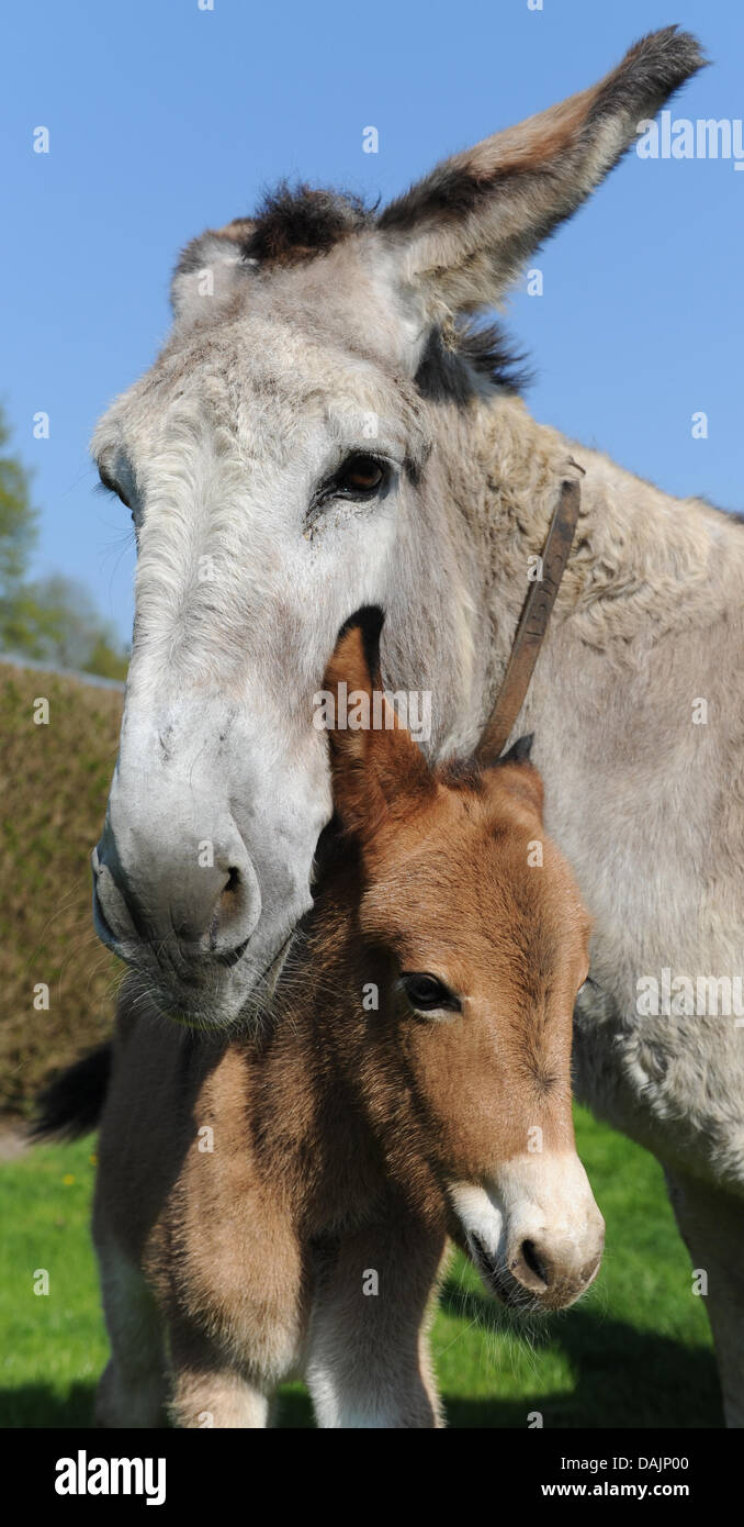 Hinny hi-res stock photography and images - Alamy