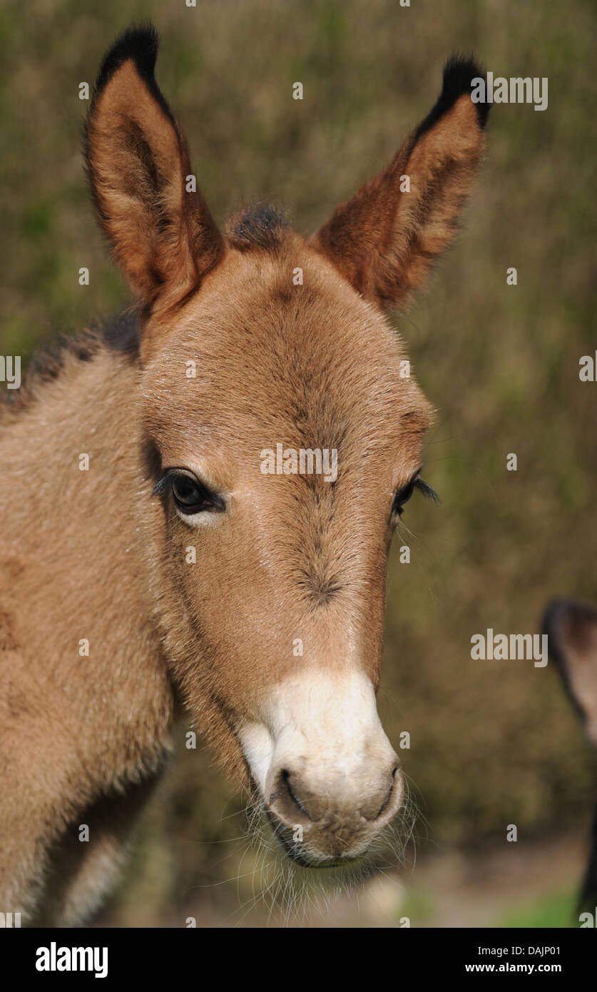 Hinny hi-res stock photography and images - Alamy