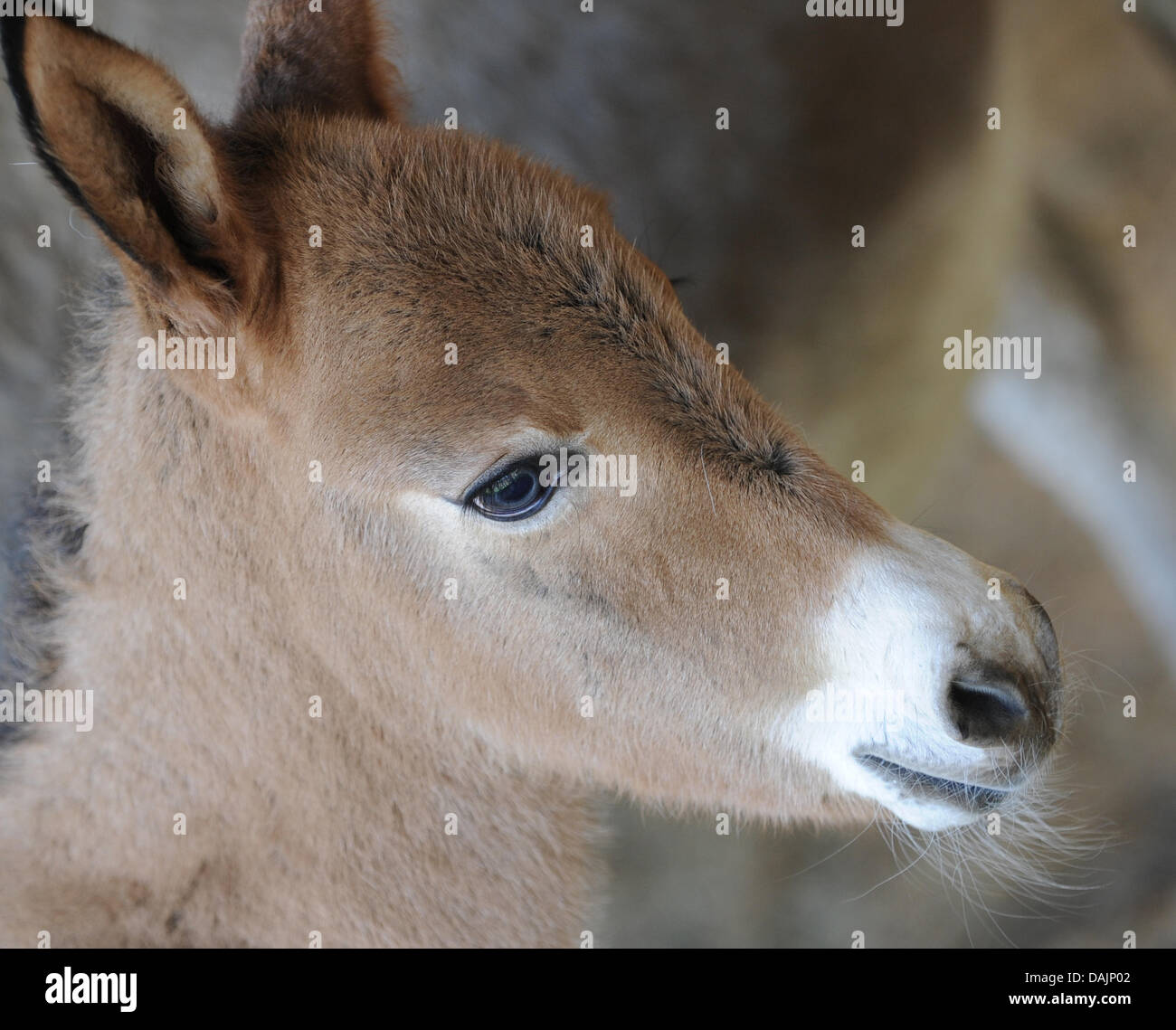 Hinny foal 'Erlking' is pictured at the Donkey Park in Nessendorf ...