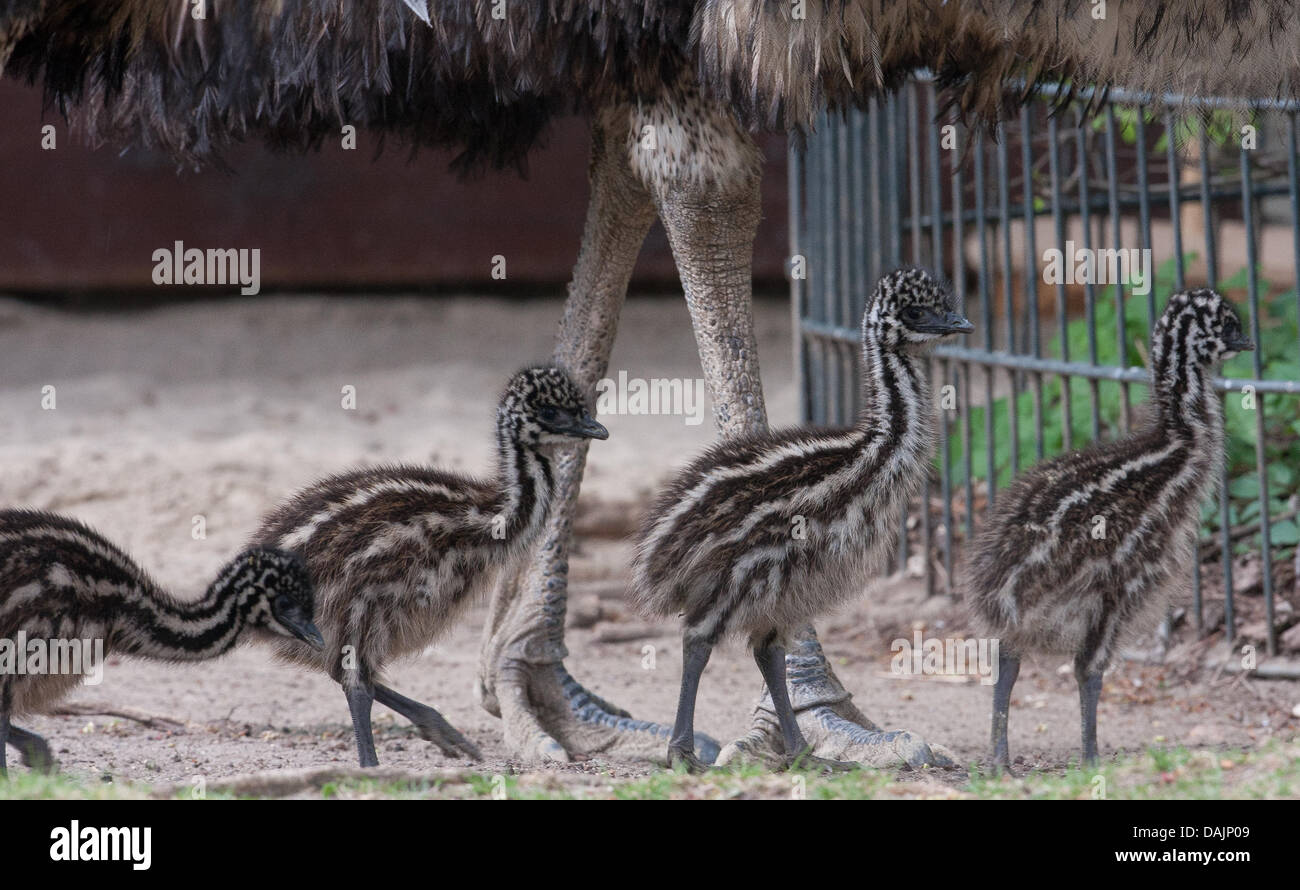 Four young Dromaius walk through the enclosure with their father at the ...