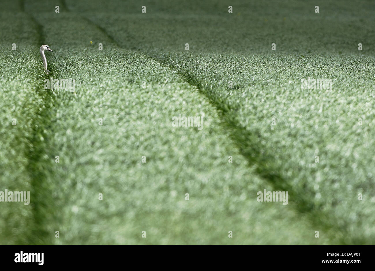 Roland field 12 hi-res stock photography and images - Alamy