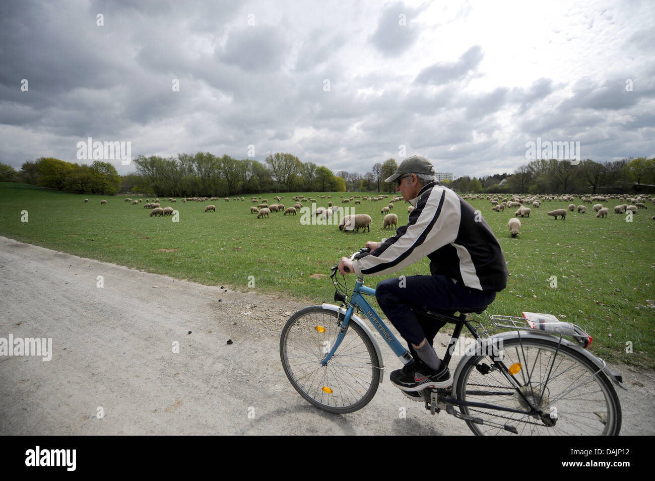 A man cycles past a herd of sheep as dark clouds appear in the sky in ...