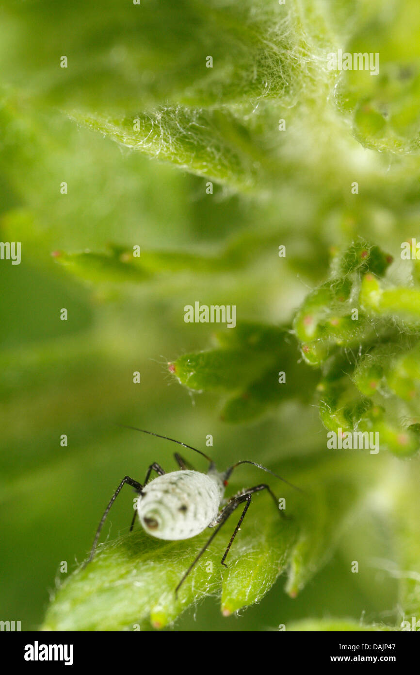 Cabbage aphids hi-res stock photography and images - Alamy