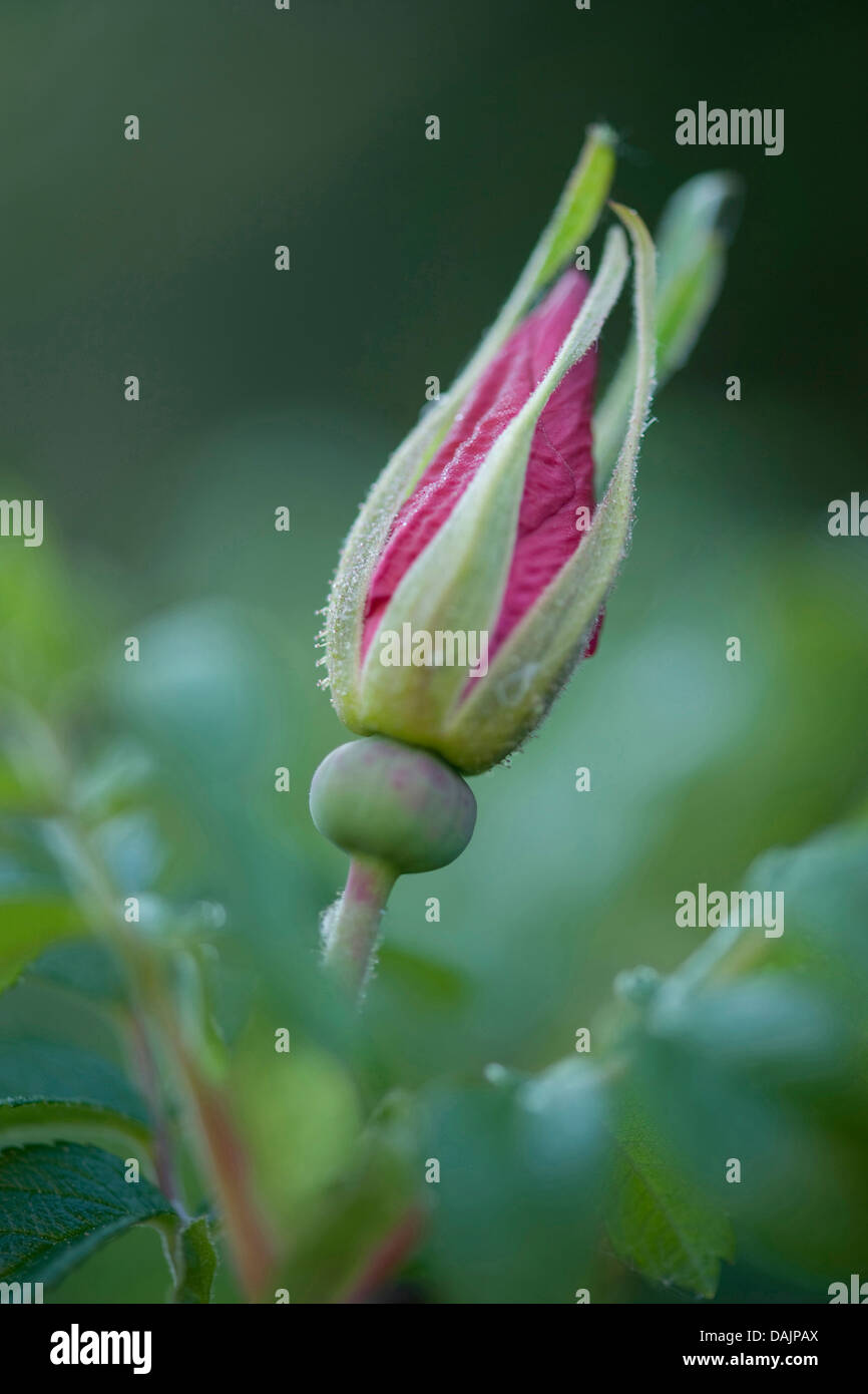 Rugosa rose, Japanese rose (Rosa rugosa), flower bud, Germany Stock ...