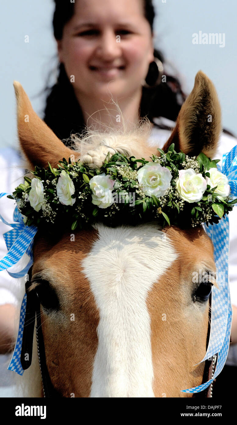 A Bavarian in traditional garb rides a horse decorated with a wreath ...