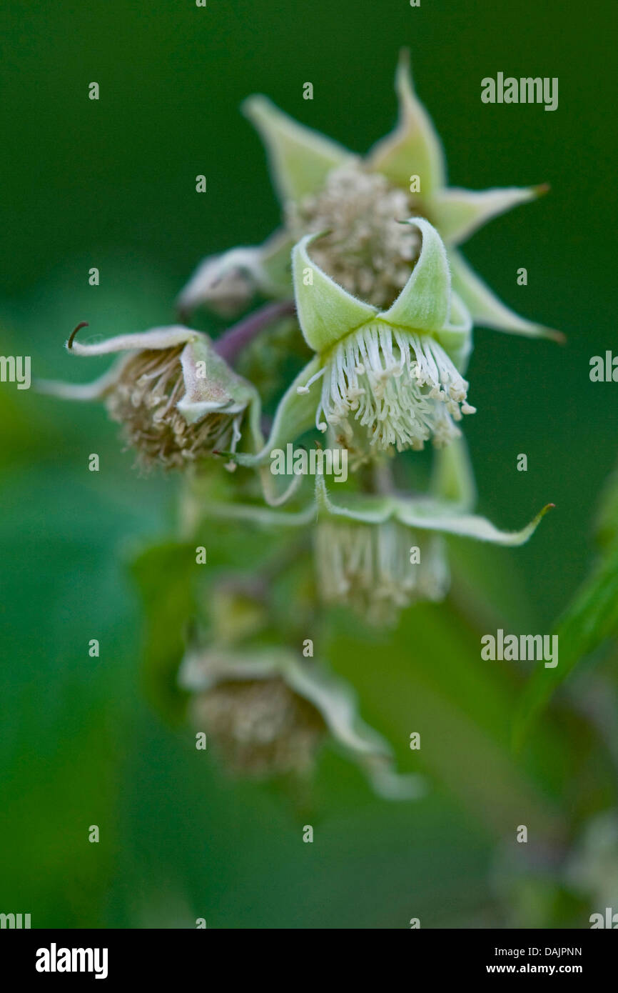 European red raspberry (Rubus idaeus), withered flowers, Germany Stock ...