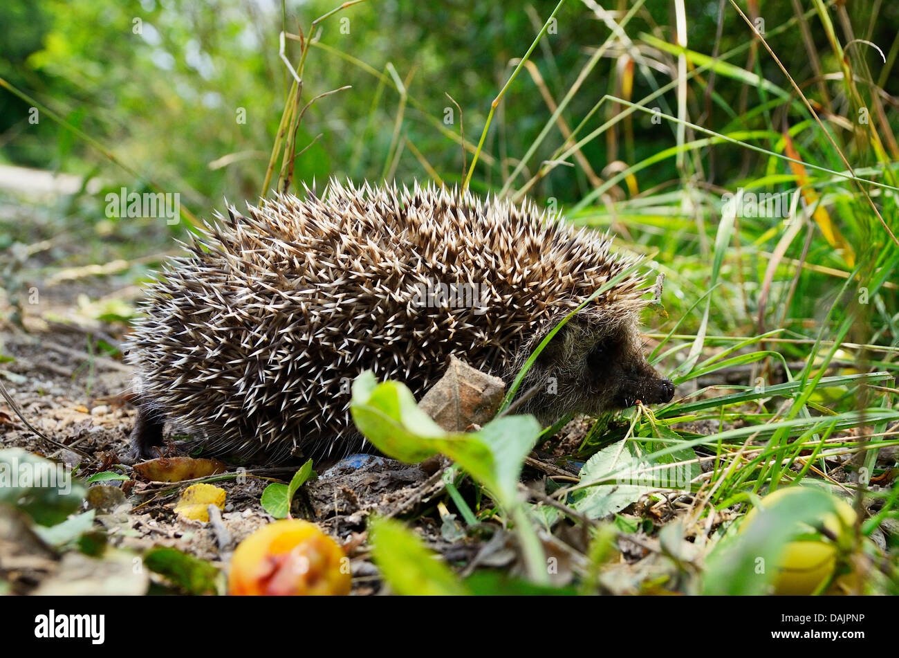 Eastern hedgehog hi-res stock photography and images - Alamy