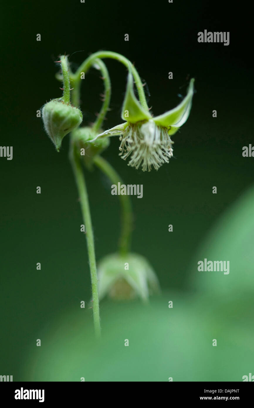 Bloom rubus idaeus red raspberry hi-res stock photography and images ...