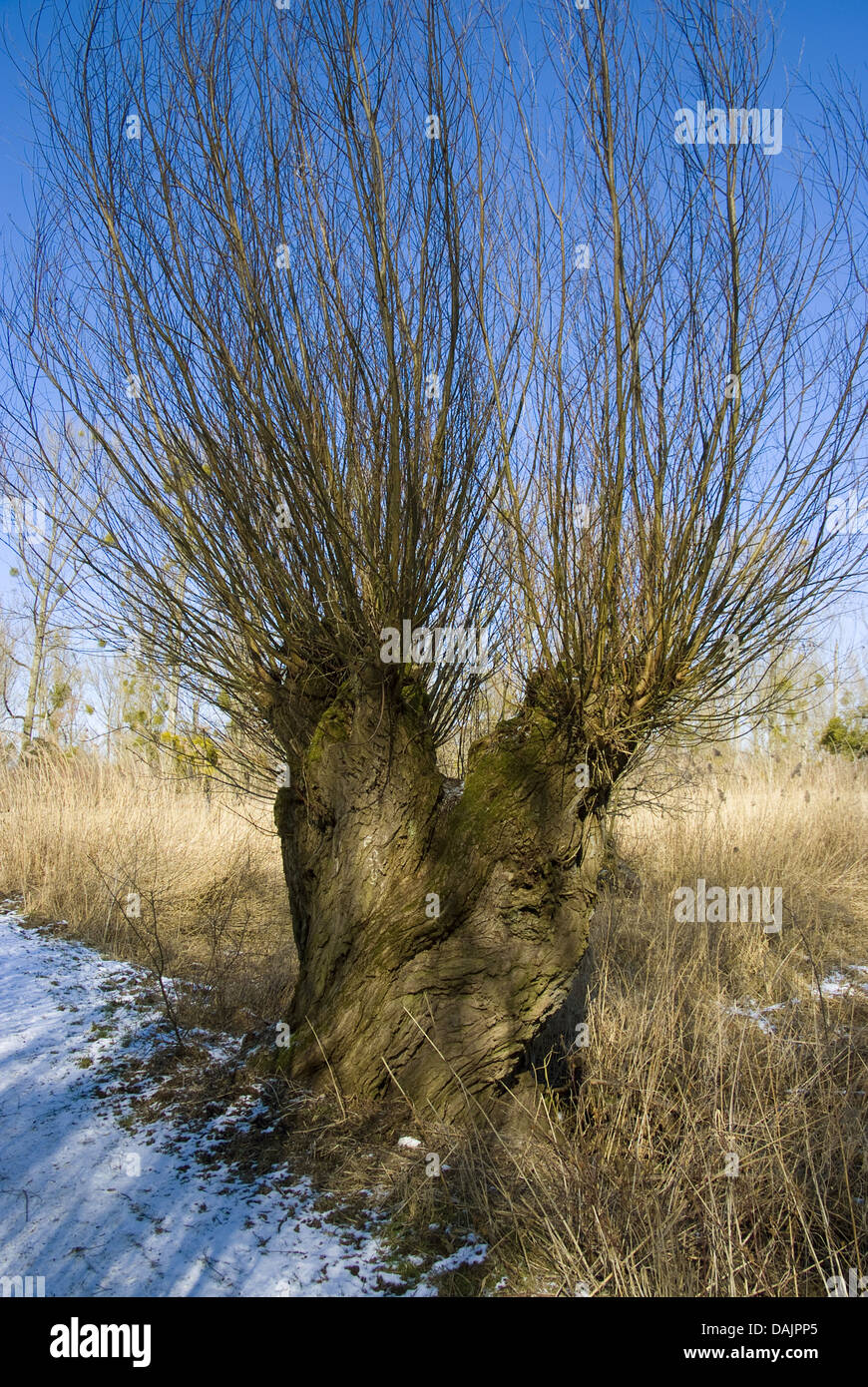 Pollarded willow in hi-res stock photography and images - Alamy