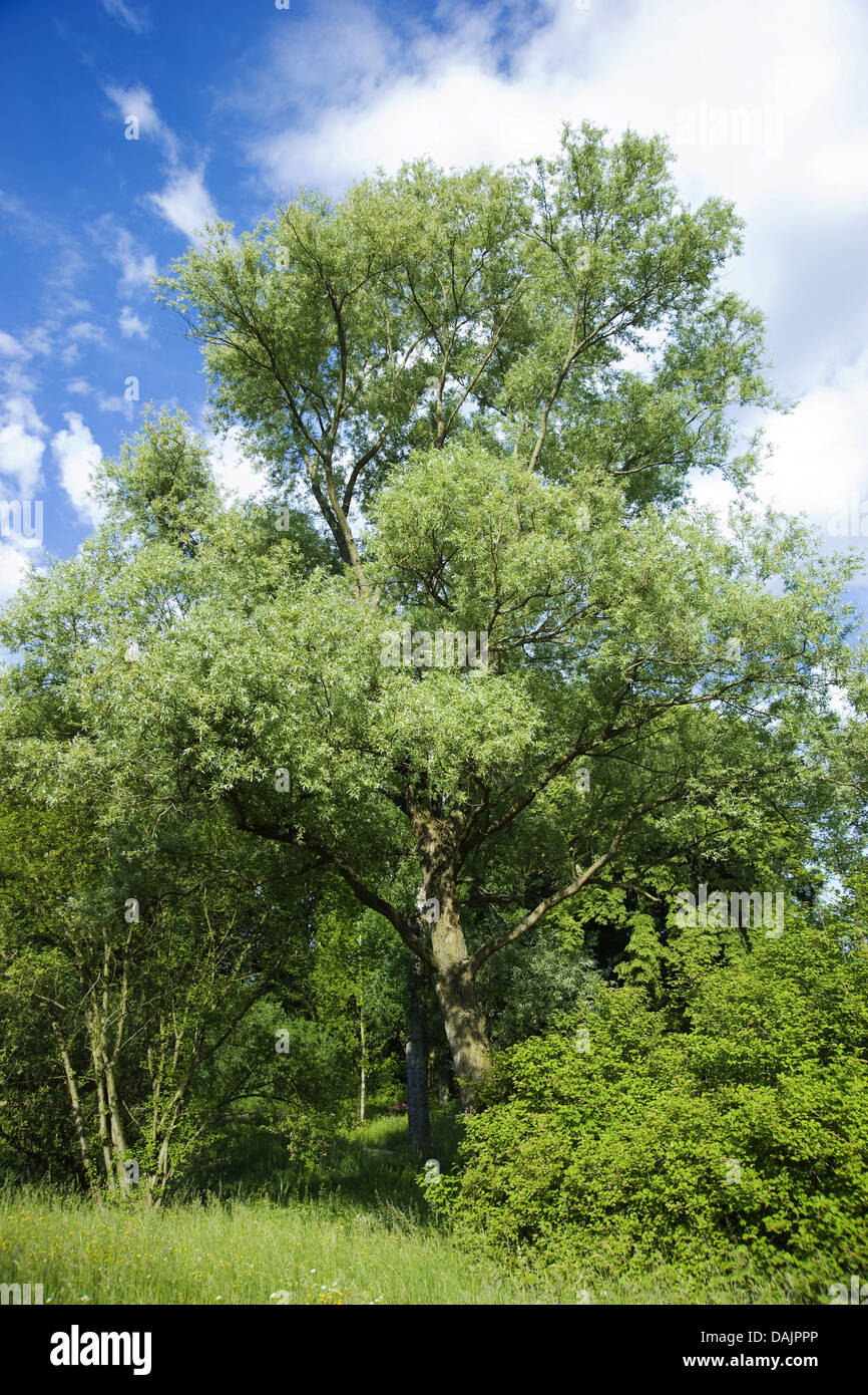 White willow tree salix alba hi-res stock photography and images - Alamy