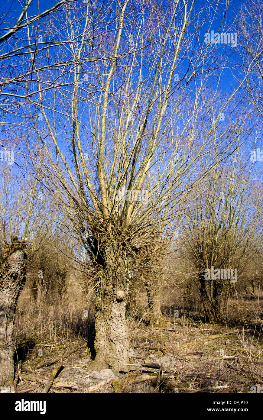 White willow (Salix alba), pollarded willow in winter, Germany Stock ...