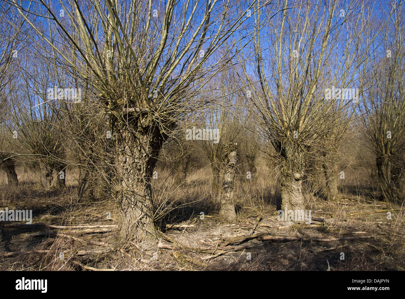White willow (Salix alba), pollarded willows in winter, Germany Stock ...