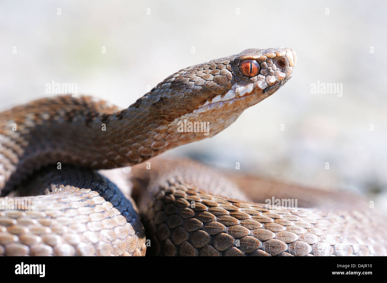 Scales pose hi-res stock photography and images - Alamy