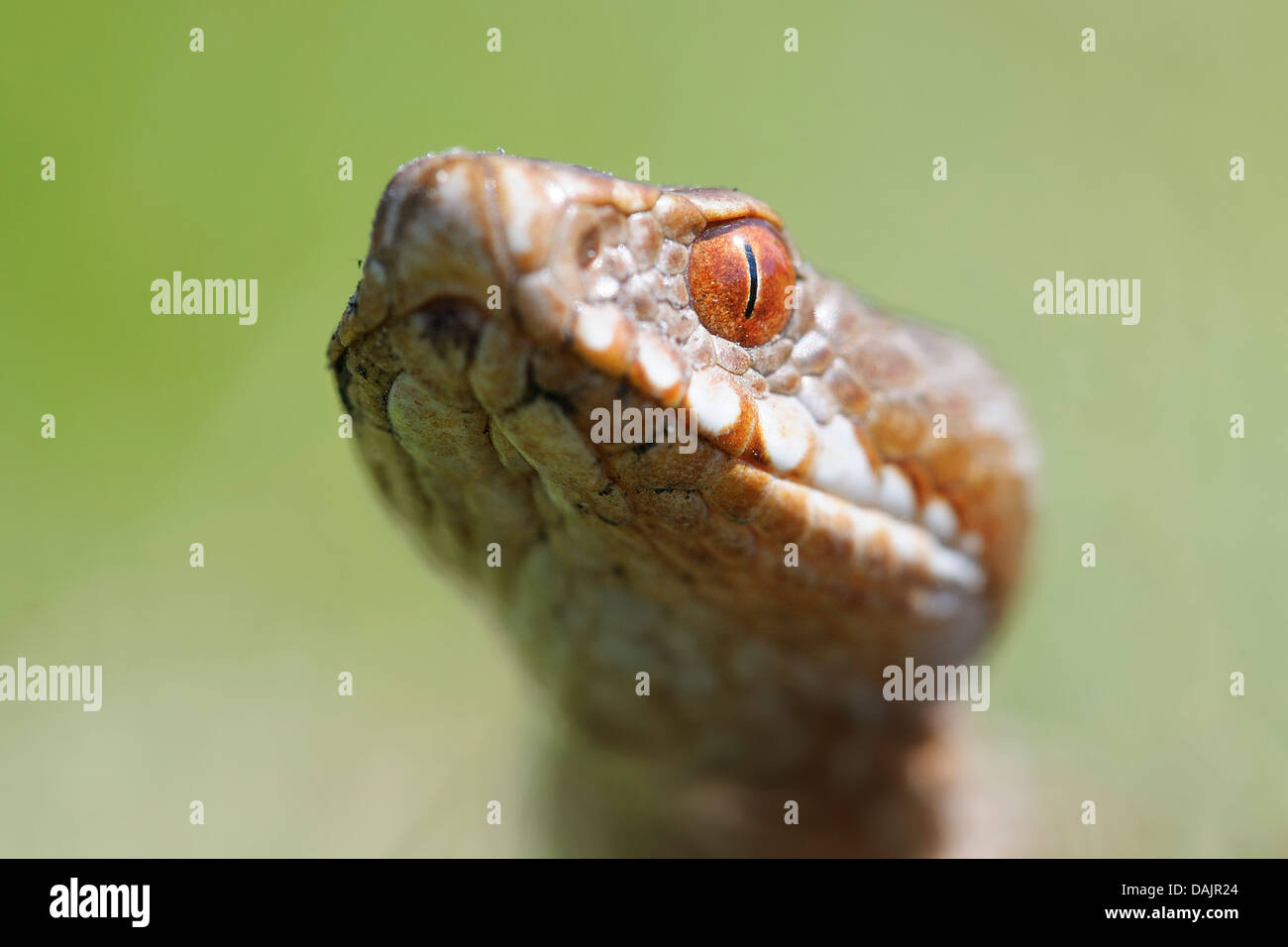 Adder head hi-res stock photography and images - Alamy