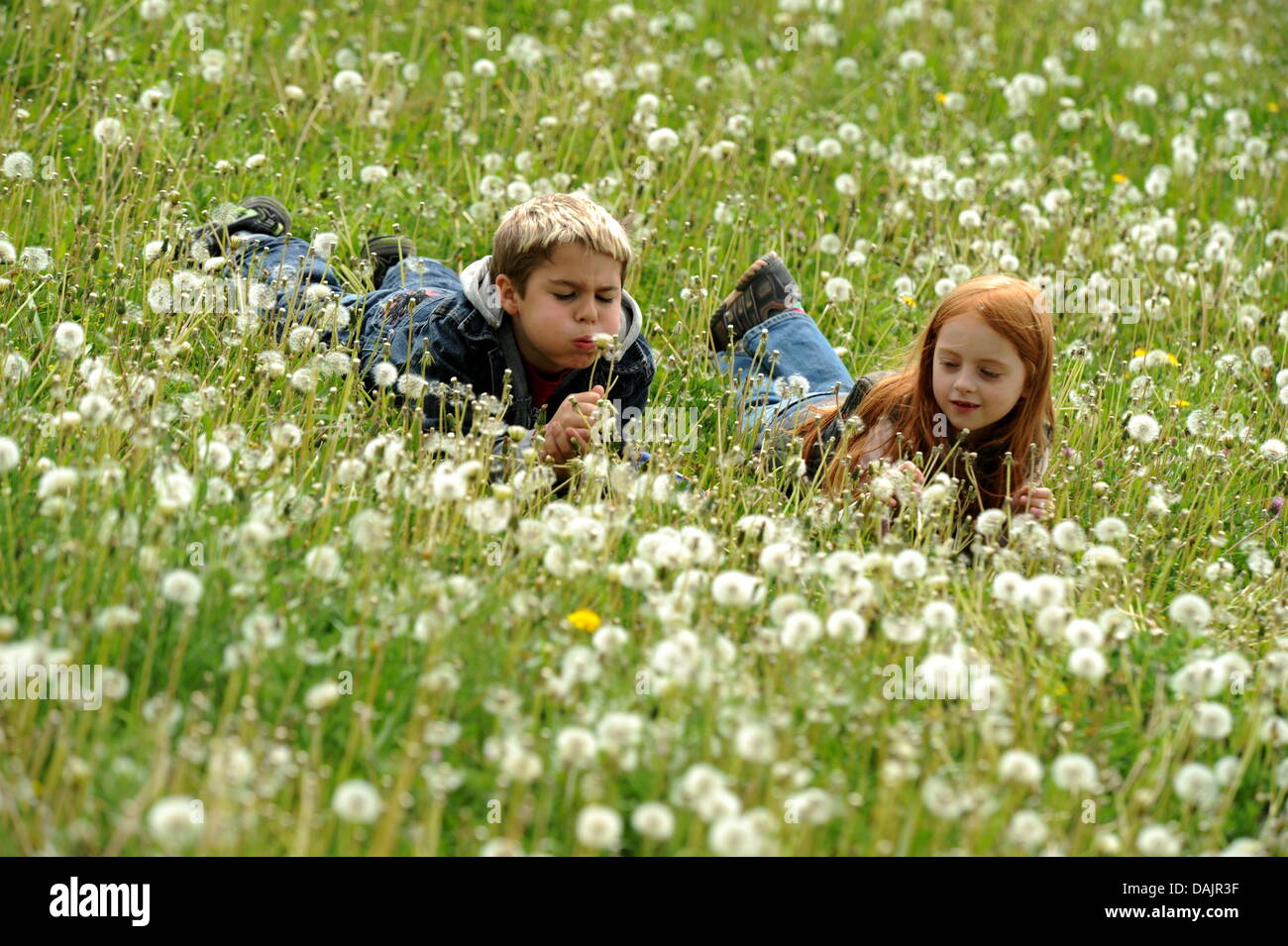 Tim (L) and Sophia from Hammersbach enjoy the dandelions near Glauburg ...