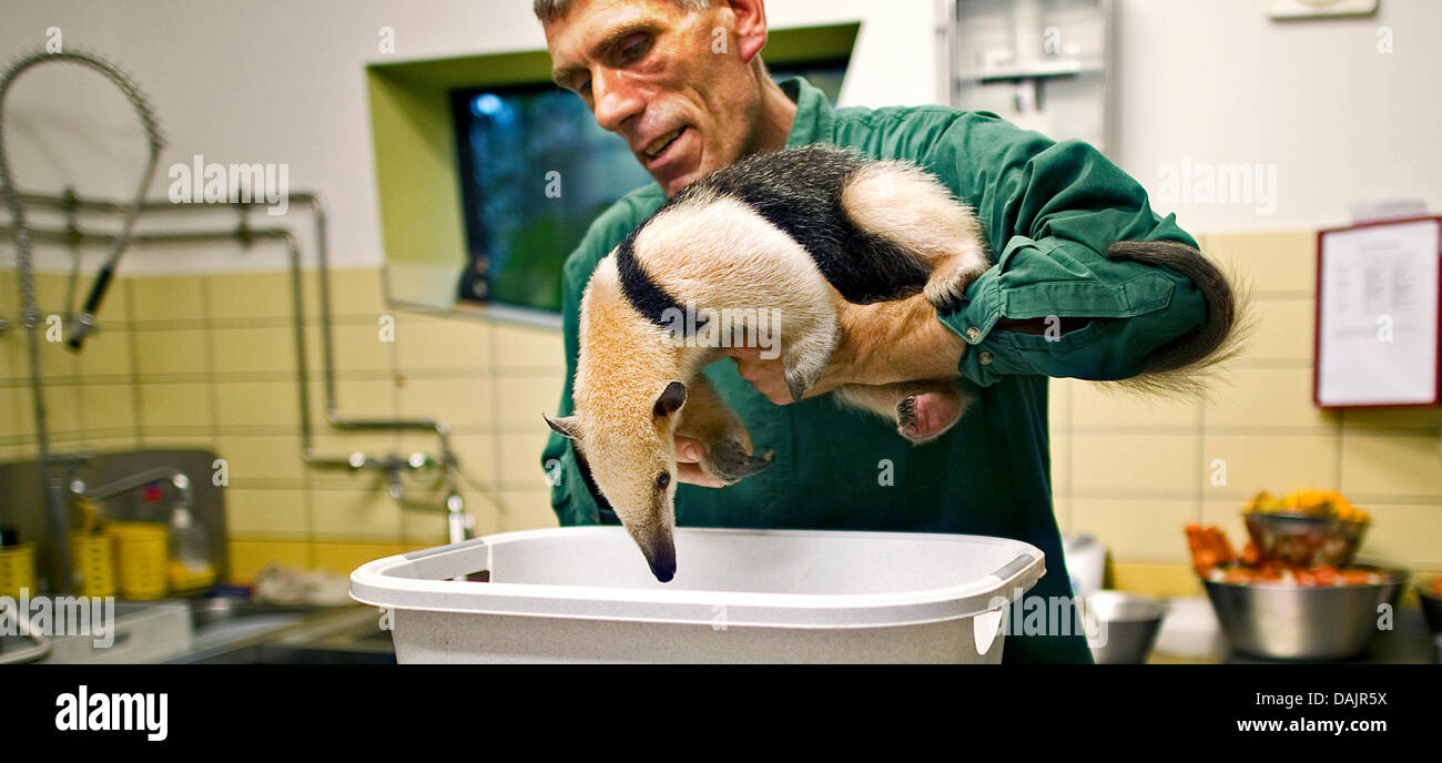 Zookeeper Olaf Lohnitz carefully places the Tamandua (anteater ...
