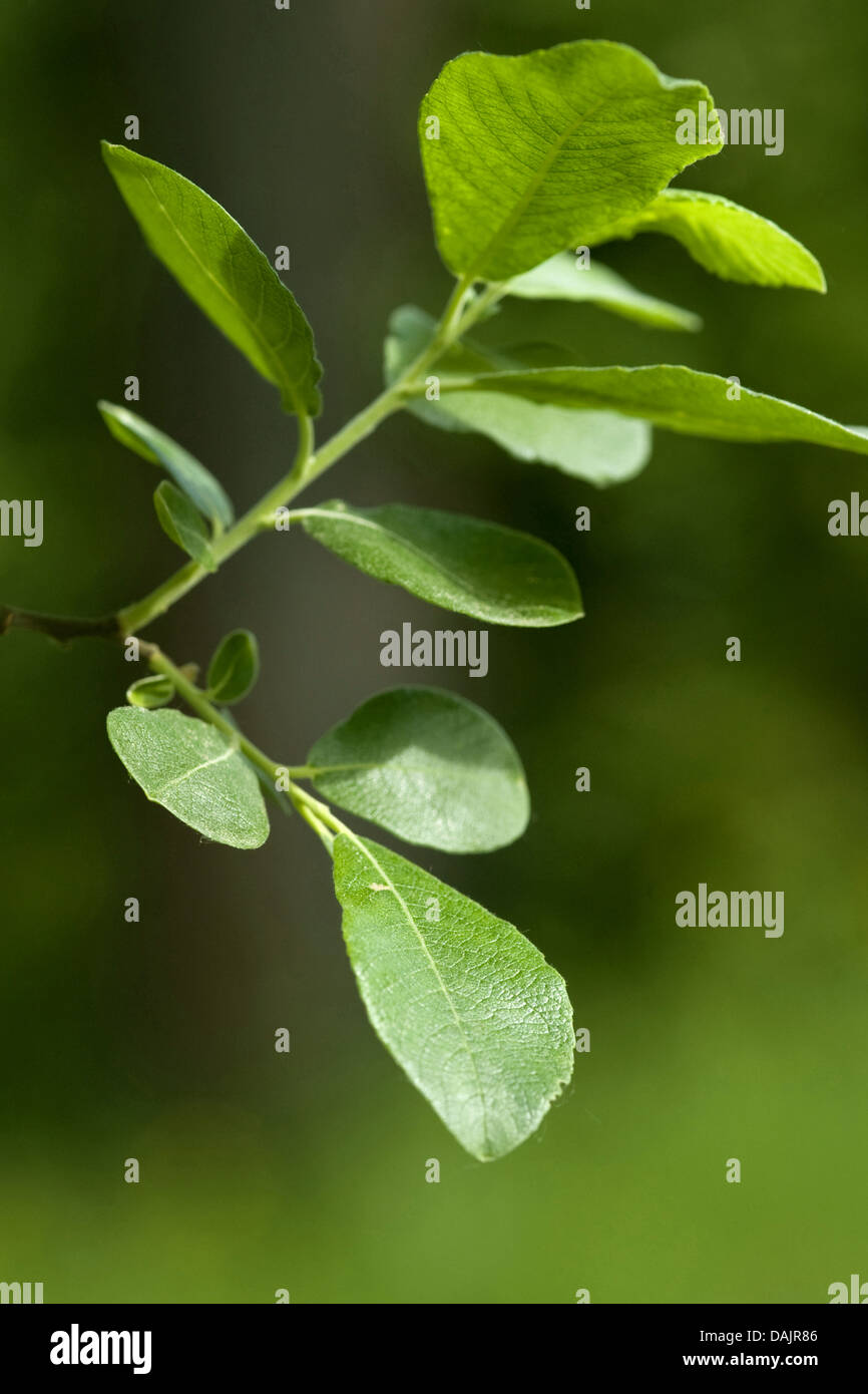 European grey willow (Salix cinerea), branch with leaves, Germany Stock ...