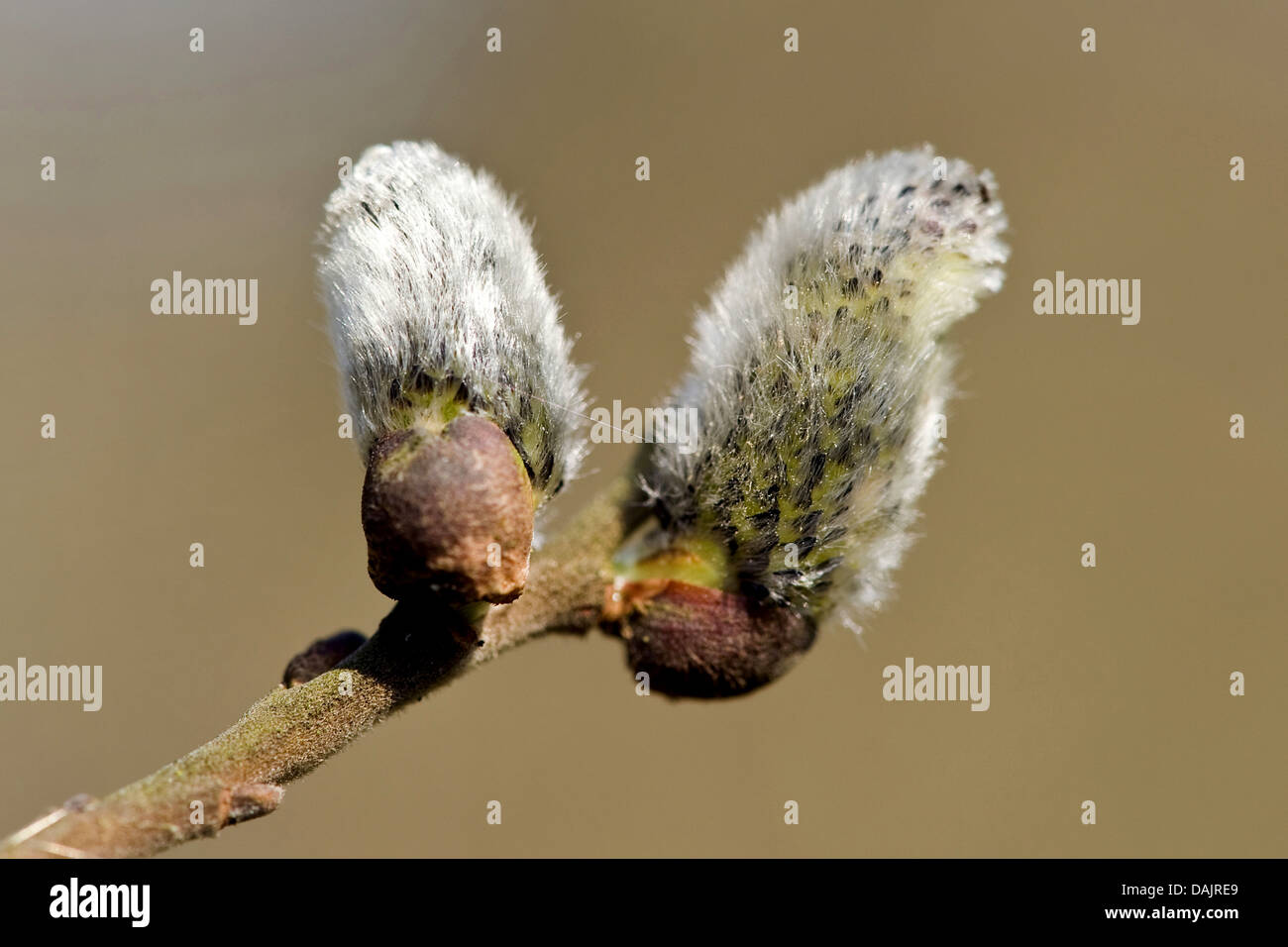 European grey willow (Salix cinerea), branch with catkins, Germany ...