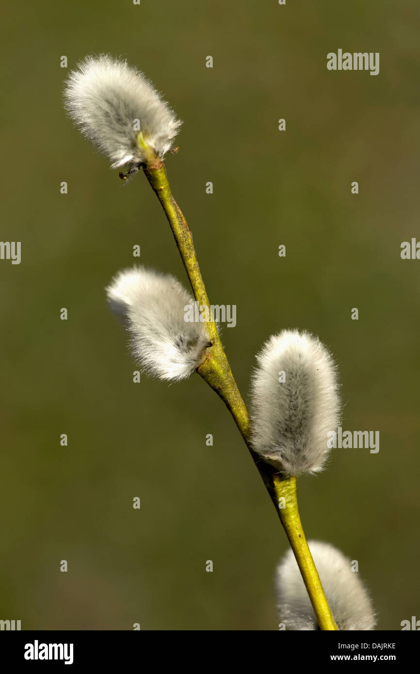 European violet-willow, Pomerania Willow (Salix daphnoides ssp ...