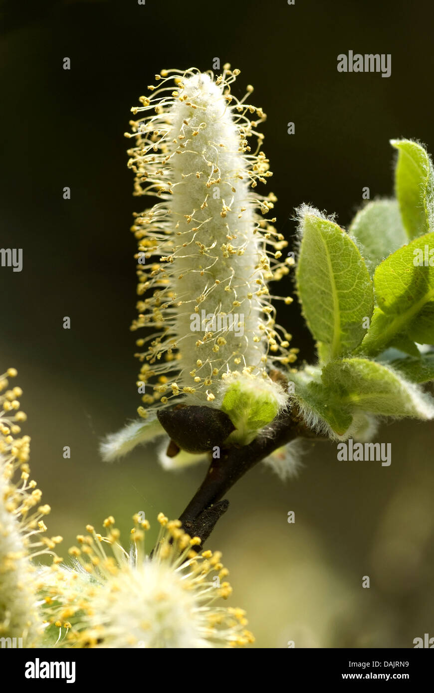 halberd willow (Salix hastata), branch with male catkin, Germany Stock ...