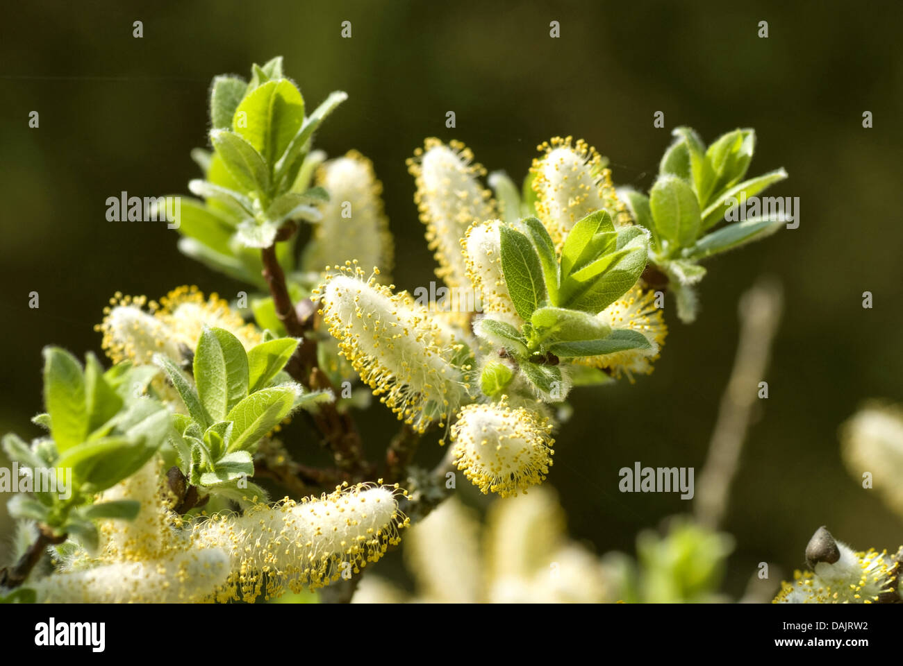 halberd willow (Salix hastata), branch with male catkins, Germany Stock ...